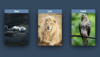 78 Best Free CSS Cards In 2025